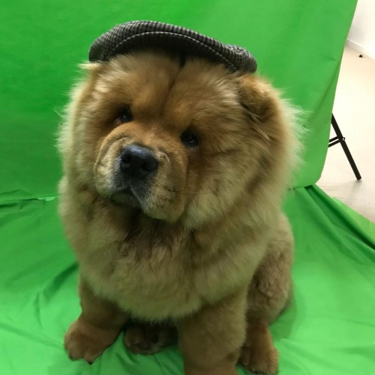 14 Facts About Chinese Lions – Chow Chow | PetPress