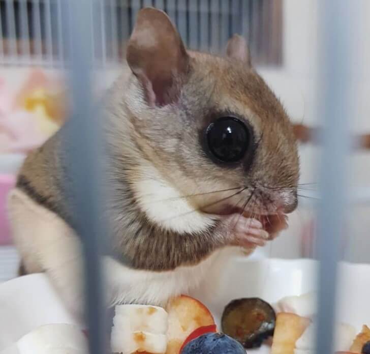 Top 7 Most Cuddly and Affectionate Exotic Pets | PetPress