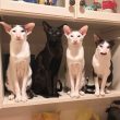 14 Things You Didn't Know About Oriental Shorthair Cats | PetPress