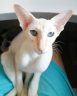 14 Things You Didn't Know About Oriental Shorthair Cats | PetPress