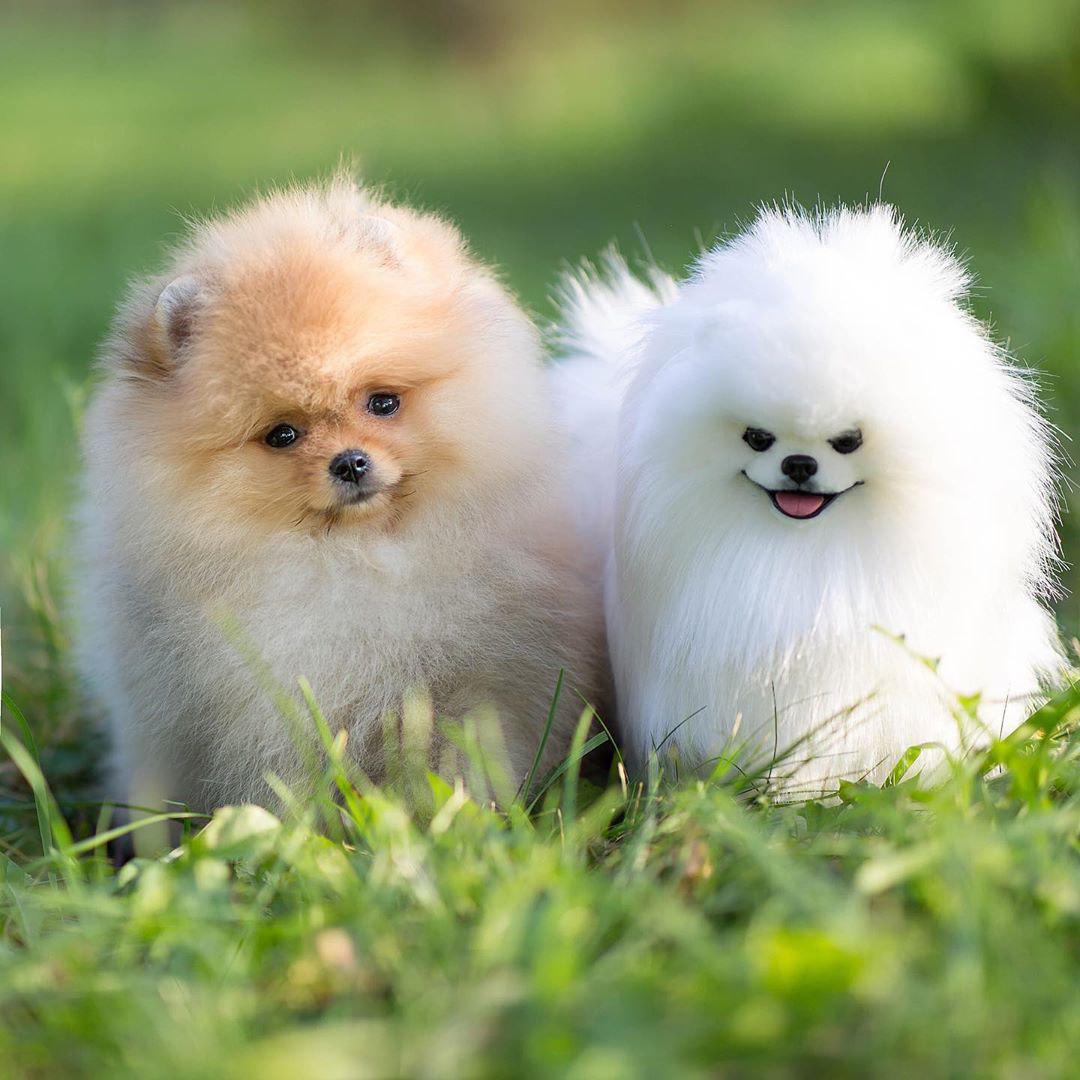 The 15 Happiest Pomeranian Pictures Of All Time | PetPress