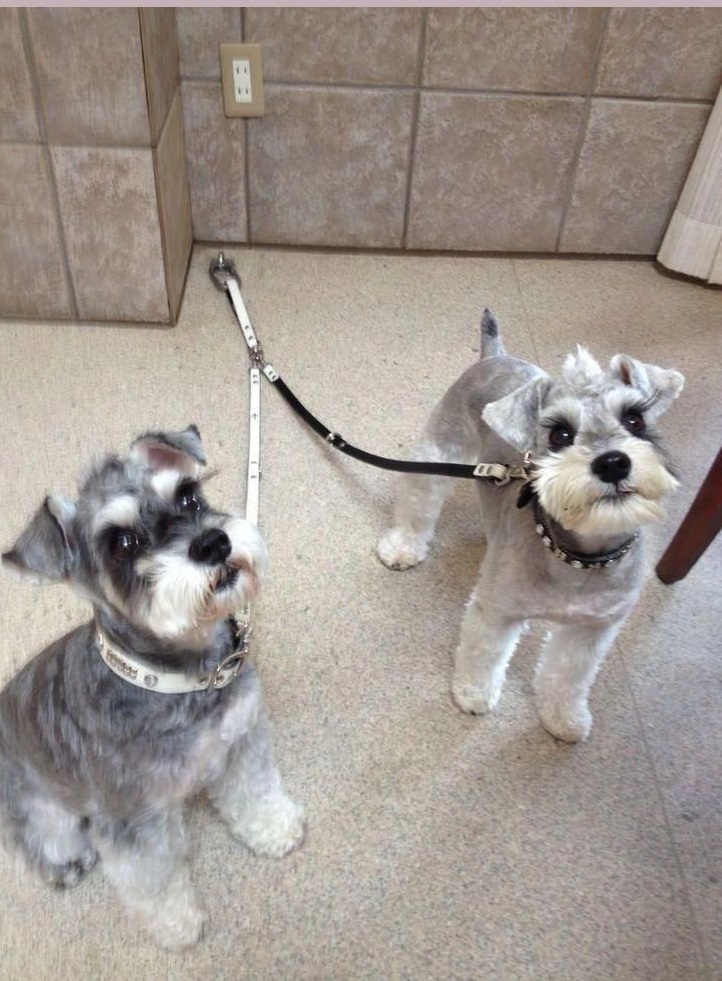 14 Fascinating Haircuts For Your Schnauzer | PetPress