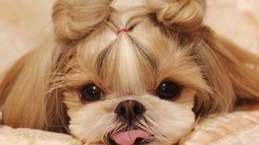 14 Fluffy Facts About the Shih Tzu | PetPress