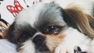 14 Delightful Facts About Shih Tzu | PetPress