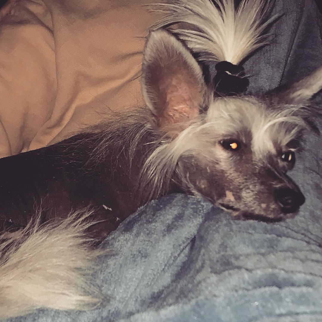 14 Elegant Facts About Chinese Crested Dogs | PetPress