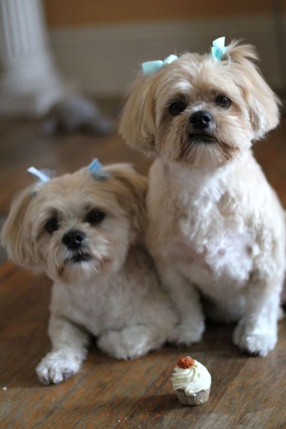 15 Amazing Facts About Lhasa Apsos | Page 2 of 3 | PetPress