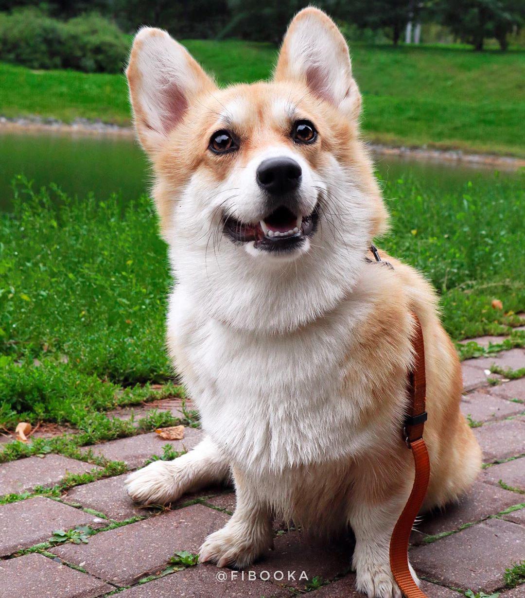 7 Interesting Facts About Corgis That You Did Not Know | Page 3 of 3 ...