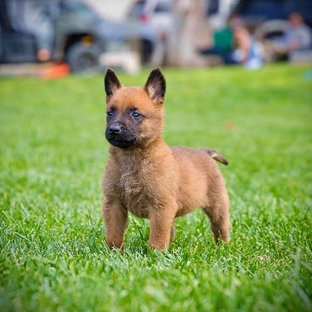 14 Fun And Interesting Facts About Belgian Malinois | PetPress