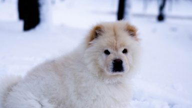 14 Facts About Chinese Lions – Chow Chow | PetPress