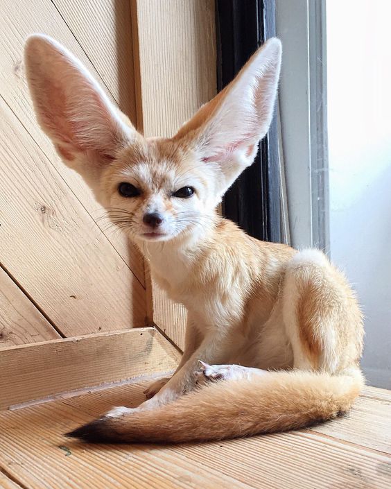 15 Interesting Facts About Fennec Foxes | PetPress