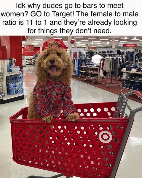 The 14 Funniest Goldendoodle Memes of the Week! | PetPress