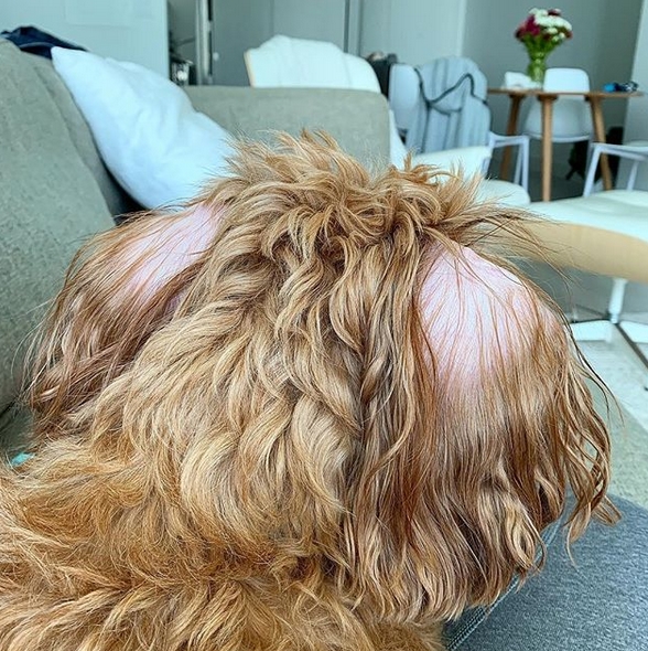 The 14 Funniest Goldendoodle Memes of the Week! | Page 2 of 3 | PetPress