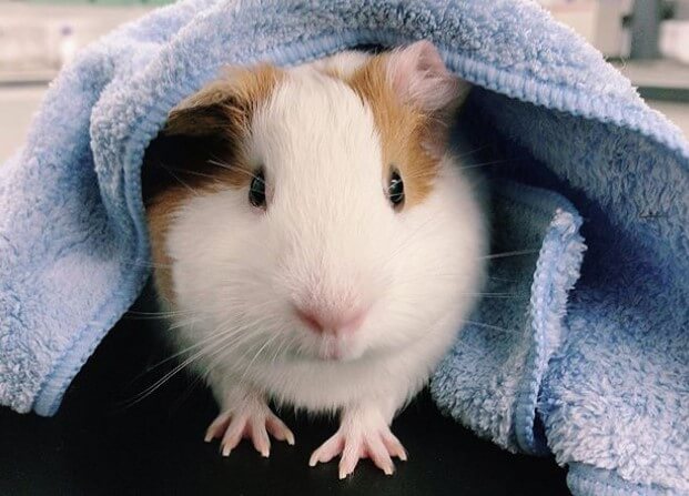 250+ Cute Female Guinea Pig Names - PetPress
