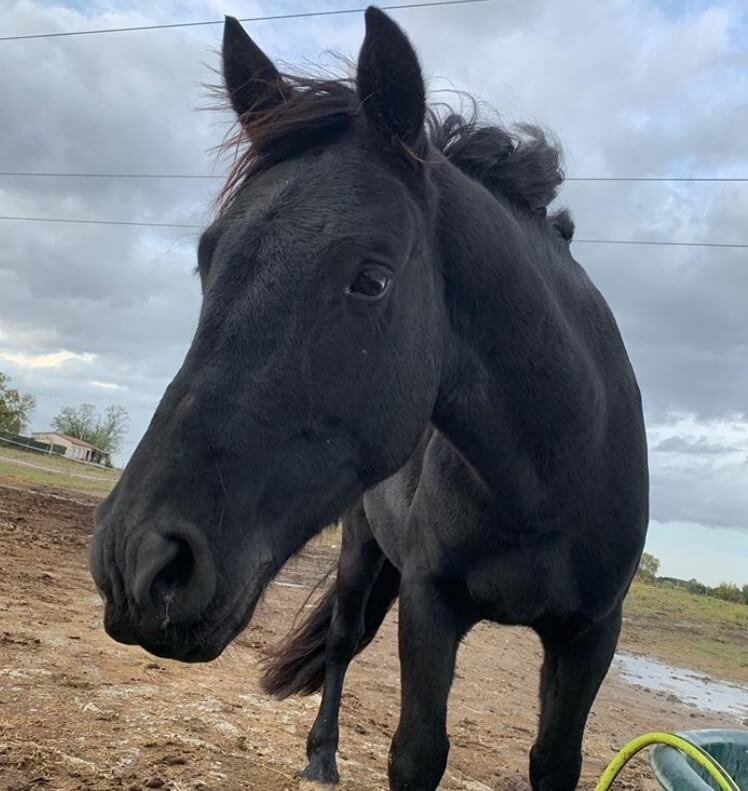 Black Horse Names Top 300 Best Names For Black Horses PetPress
