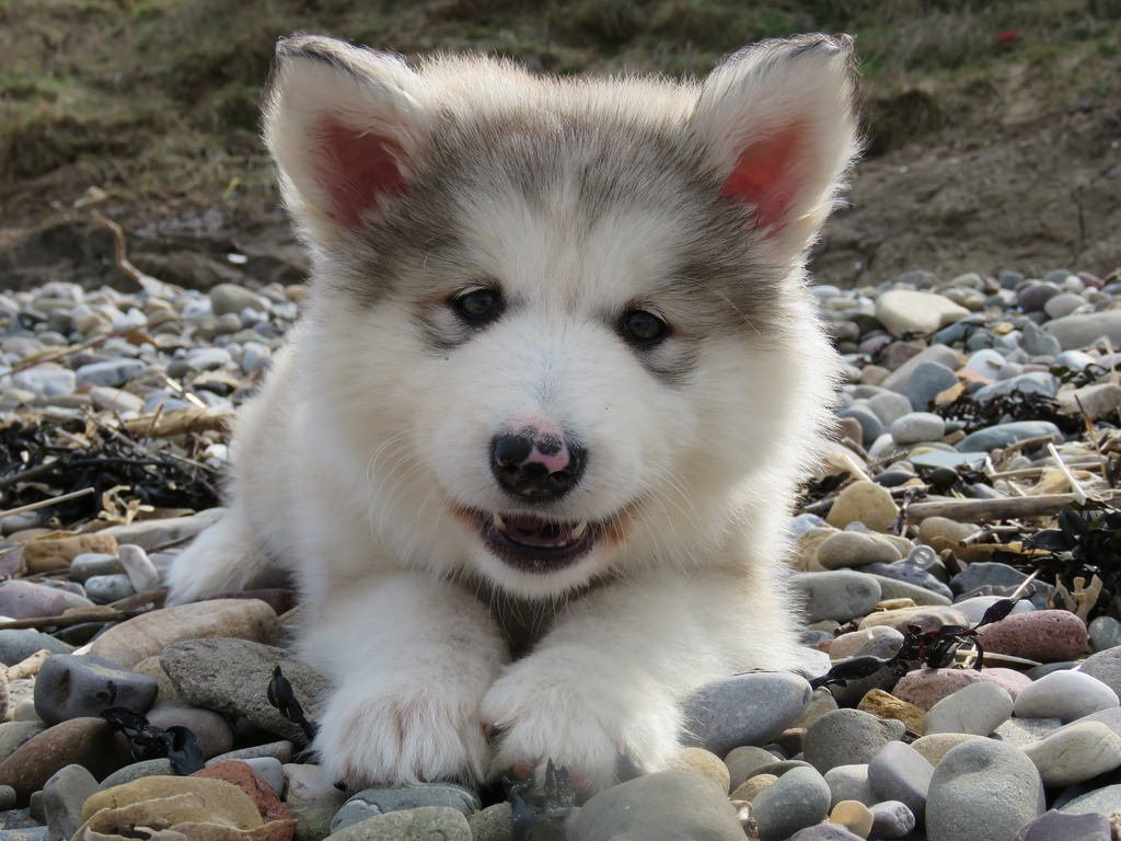 14 Delightful Facts About Alaskan Malamutes | PetPress