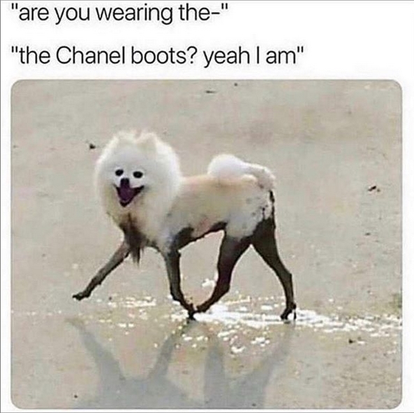 The 14 Funniest Pomeranian Memes That Will Brighten Your Day | Page 2 ...