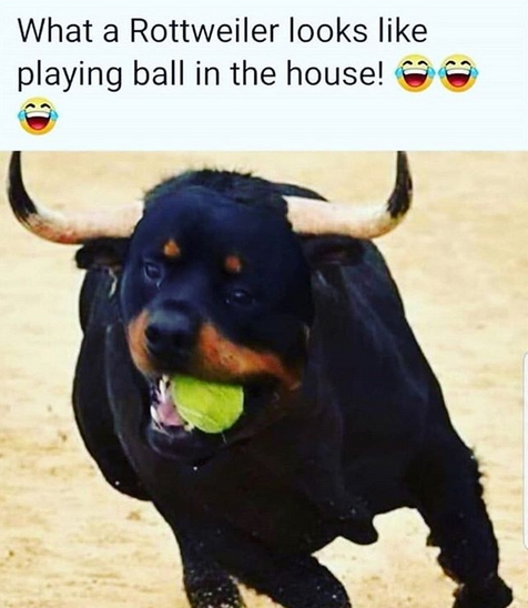 14 Funny Rottweiler Memes That Make You Laugh Too Hard | PetPress