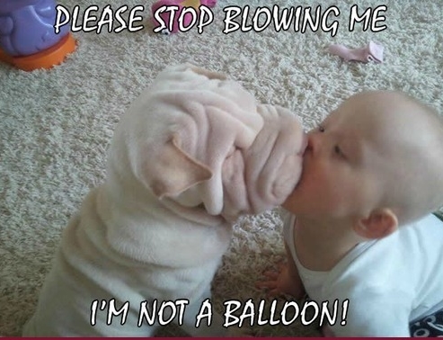The 14 Funniest Shar Pei Memes That Will Make You Laugh | PetPress