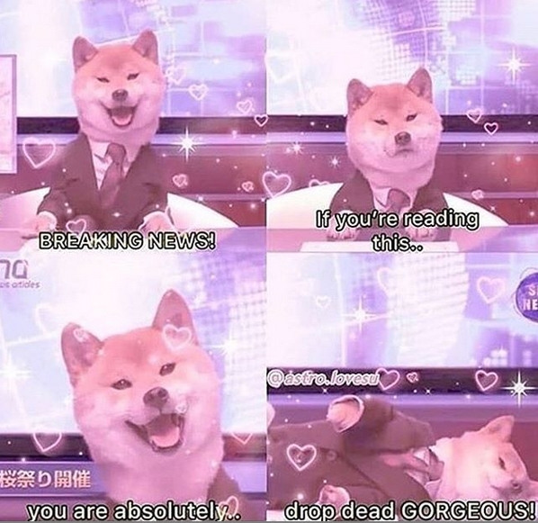 14 Funny Shiba Inu Memes That Will Make You Smile | Page 2 of 3 | PetPress