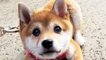 14 Funny Shiba Inu Memes That Will Make You Smile | PetPress