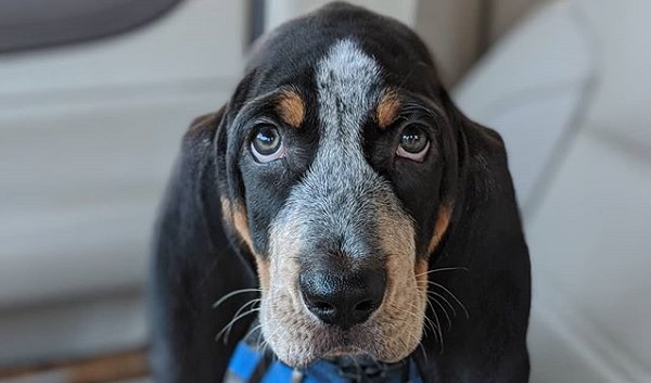 14 Things You Didn’t Know About the Bluetick Coonhound | Page 2 of 3 ...