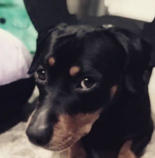 40 Cute Dachshund Mixes That'll Melt Your Heart | PetPress