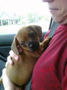 40 Cute Dachshund Mixes That'll Melt Your Heart | PetPress