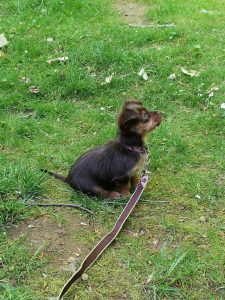 40 Cute Dachshund Mixes That'll Melt Your Heart | PetPress