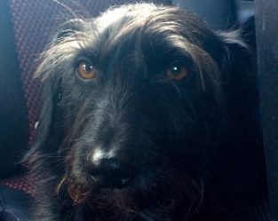 40 Cute Dachshund Mixes That'll Melt Your Heart | PetPress