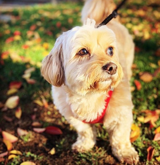 14 Pros and Cons of Havanese | Page 2 of 3 | PetPress