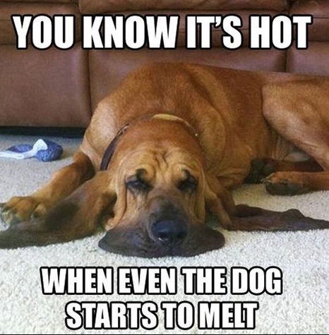 The 14 Funniest Bloodhound Memes of All Time! | PetPress