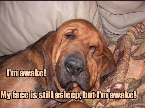 14 Funny Bloodhound Memes That Will Make Your Day! | PetPress