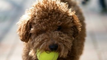 14 Funny Dog Memes That You Must Send to Your Friends Who Own ...