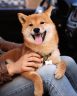 14 Photos That Confirm That Shiba Inu is the Most Smiling Dog | PetPress
