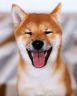 14 Photos That Confirm That Shiba Inu is the Most Smiling Dog | PetPress