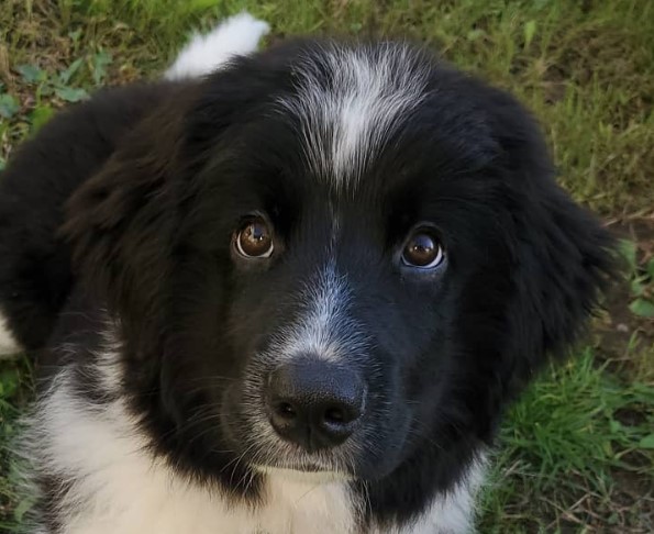 29 Australian Shepherd Mix Breeds – The Popular and Adorable Hybrid ...