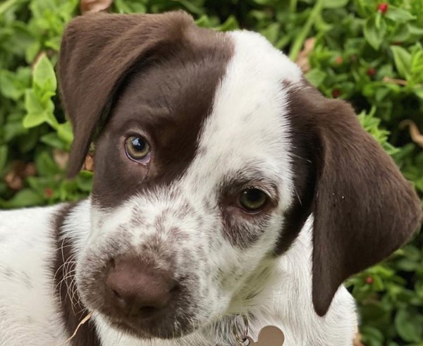 30 Breeds That Are Mixed With Border Collie | PetPress
