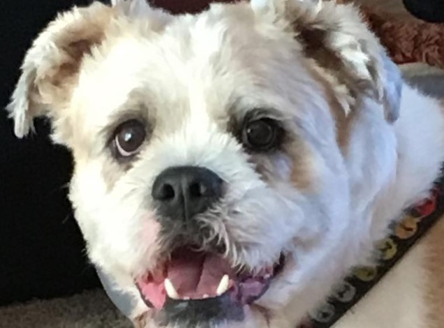 34 Awesome English Bulldog Mixes You Need To Feast Your Eyes On | PetPress