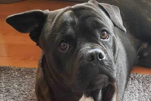 35 Cute Rottweiler Mixes That'll Melt Your Heart | PetPress