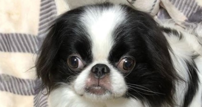 14 Funny Pictures Proving That Japanese Chins are True Gourmets - PetPress