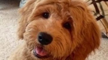 14 Funny Dog Memes That You Must Send to Your Friends Who Own ...