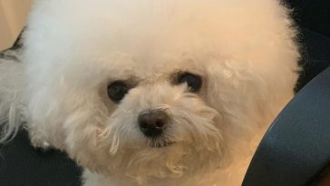 14 Funny Pictures Showing How Bichon Frises Celebrate St. Valentine`s ...
