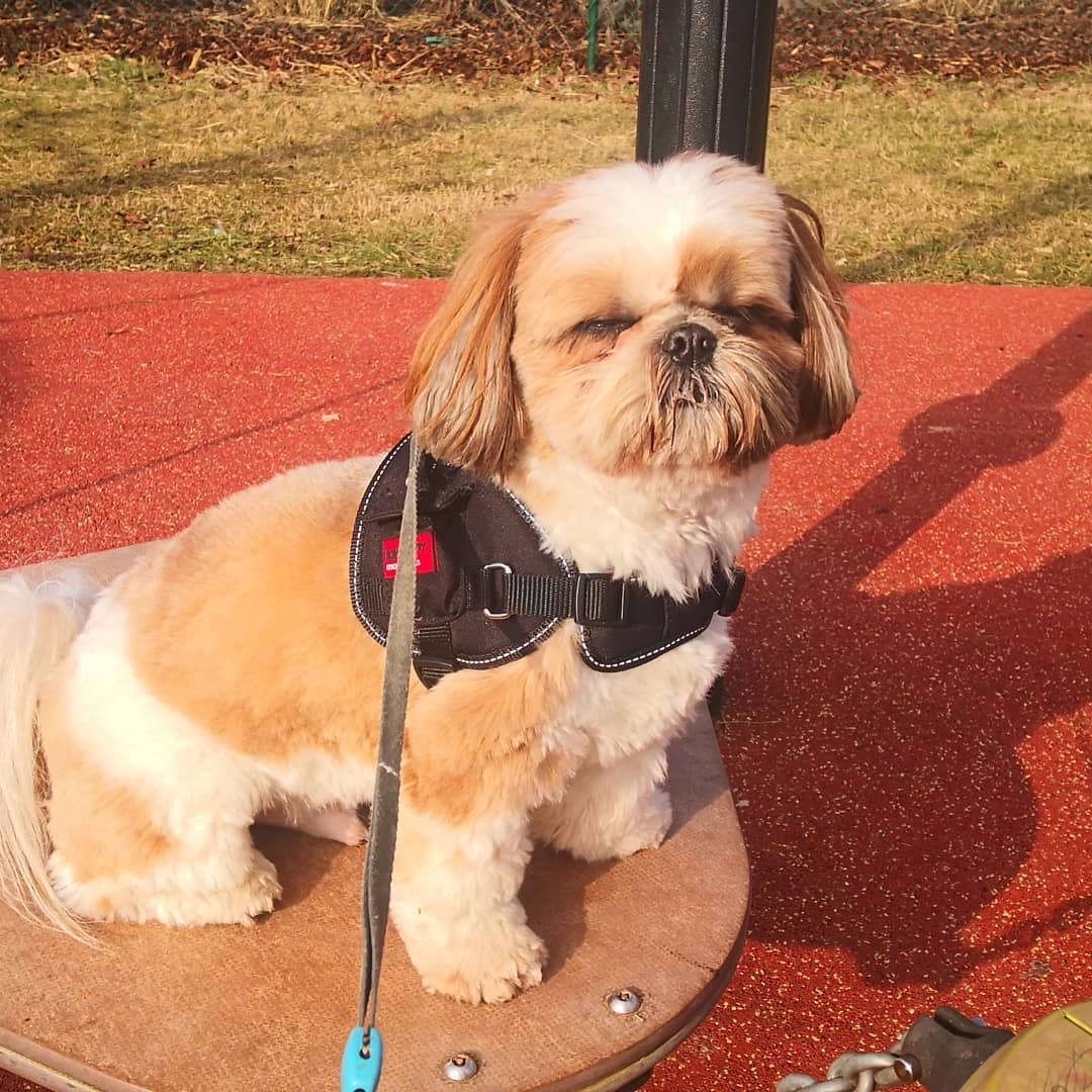14 Fluffy Facts About Adorable Shih Tzu | PetPress