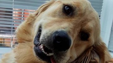 15 Funny Golden Retriever Memes That Will Make You Smile | PetPress