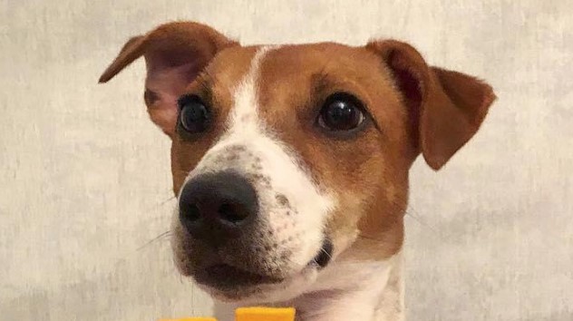 15 Funny Jack Russell Terriers Who Will Make You Smile! - PetPress