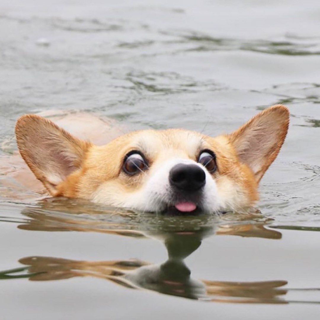 14 Magnificent Facts About Corgis - PetPress 14 Magnificent Facts About Corgis - PetPress