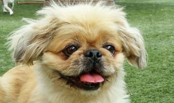 14 Interesting Facts About Pekingeses | Page 2 of 3 | PetPress