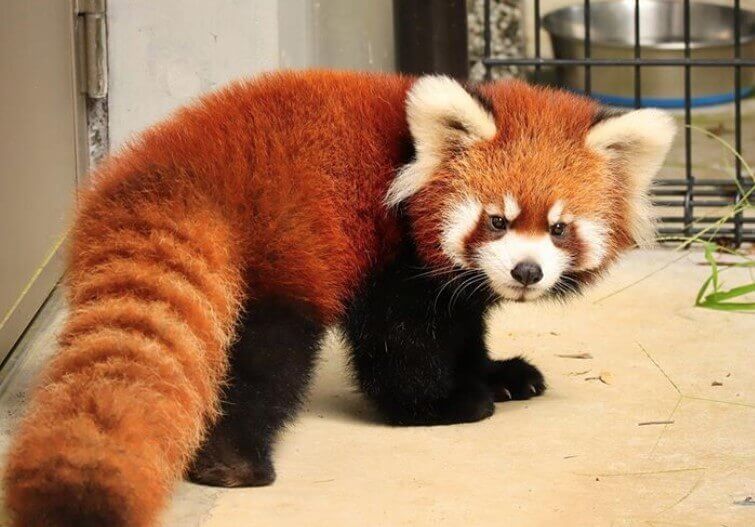 80 Most Popular Red Panda Names PetPress 80 Most Popular Red Panda Names PetPress
