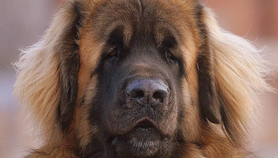 The 15 Cutest Leonbergers You Have Ever Seen - Page 3 of 3 - PetPress