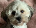 25 Lhasa Apso Mix Breeds – The Popular and Adorable Hybrid Dogs | PetPress